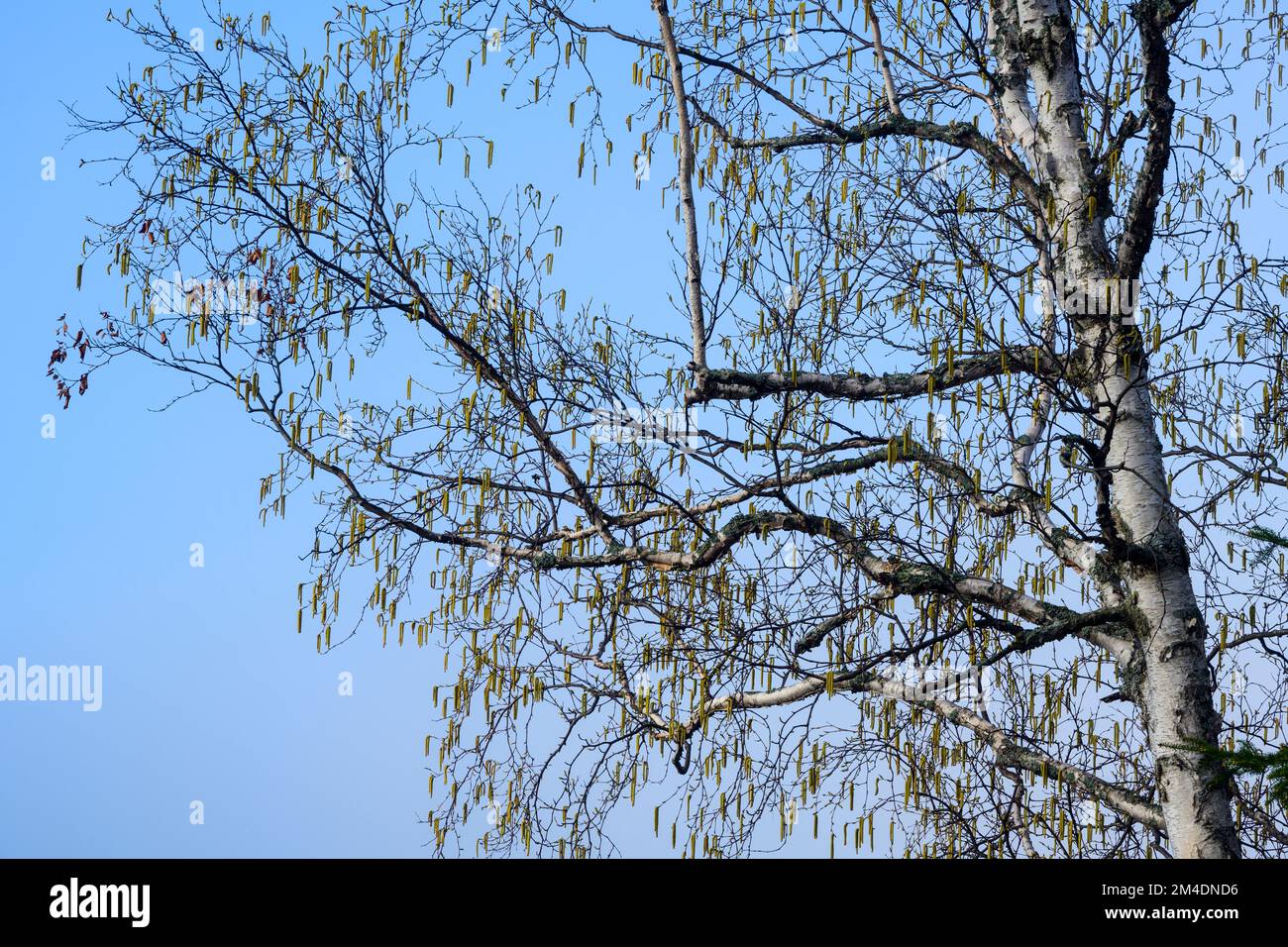 Closeup long birch catkins hi-res stock photography and images - Alamy