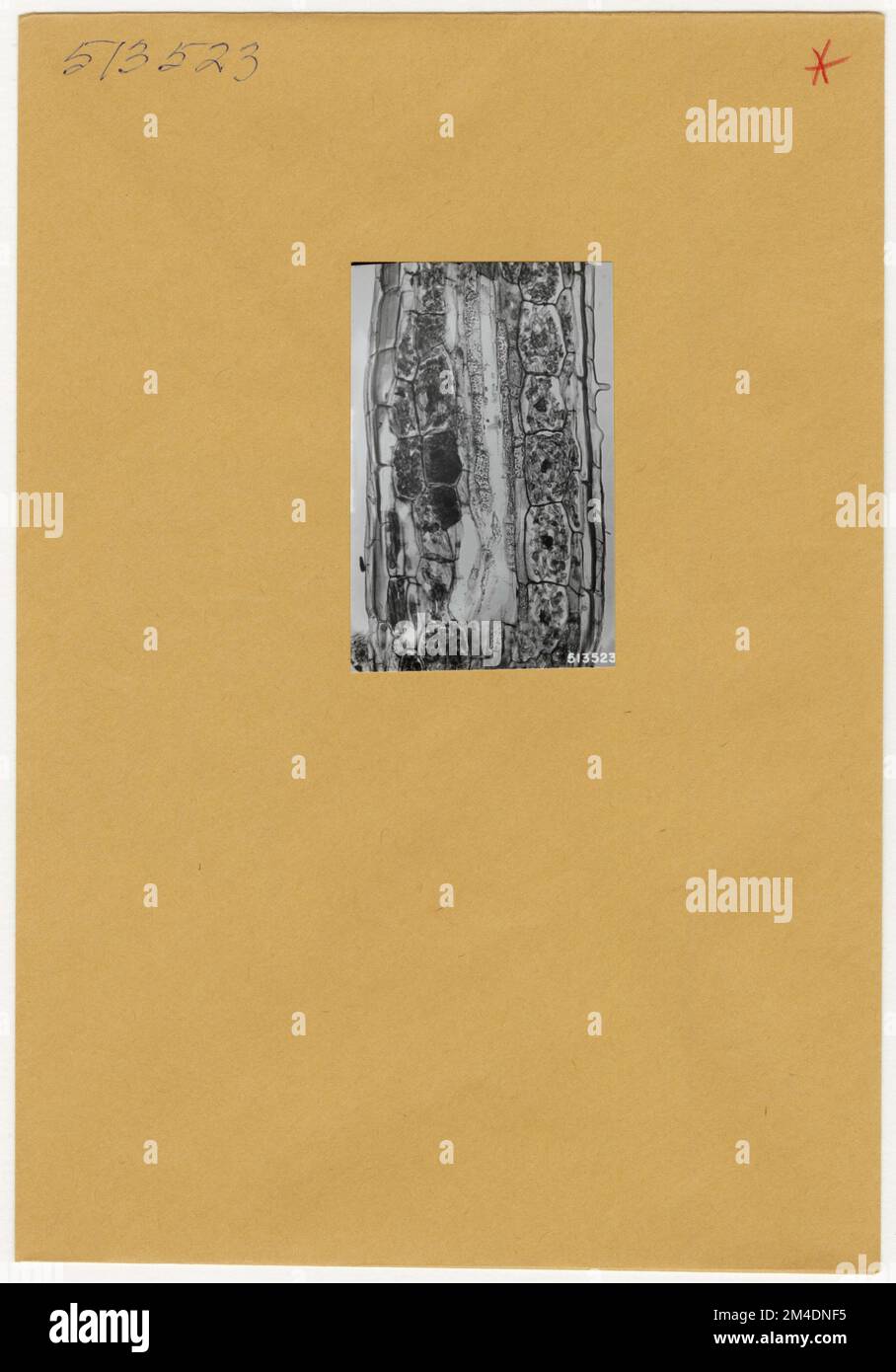 Wood Utilization. Photographs Relating to National Forests, Resource ...