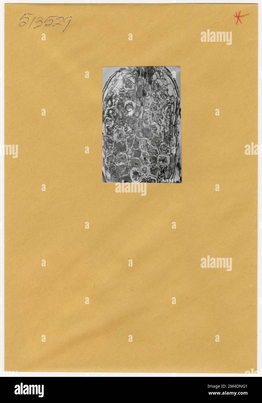 Wood Utilization. Photographs Relating to National Forests, Resource ...