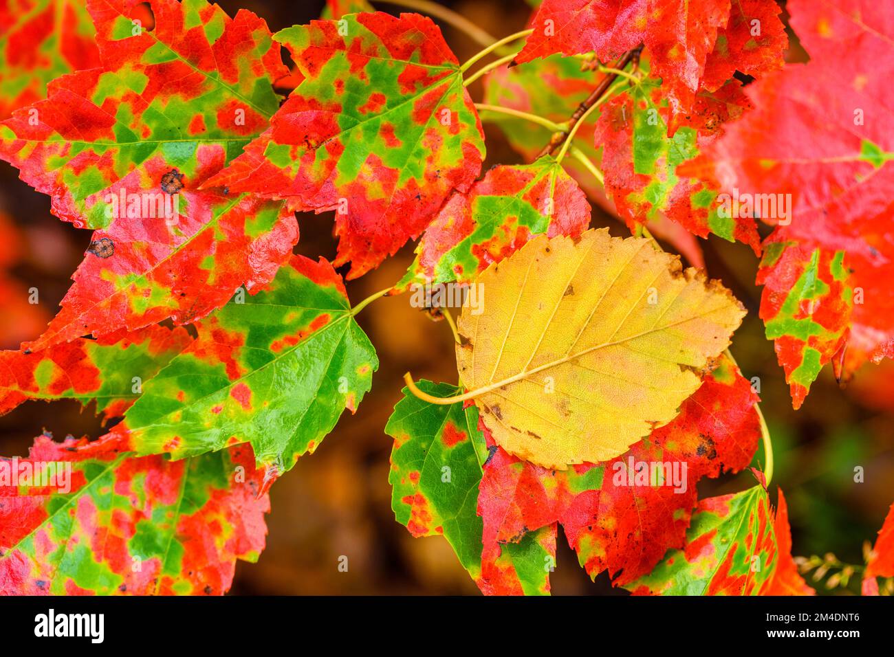 Autumn red maples in the understory of an aspen woodland, Greater ...