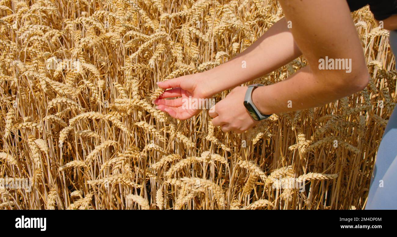 Agriculture. The problem of world hunger. Economic crisis. Farmer hands ...