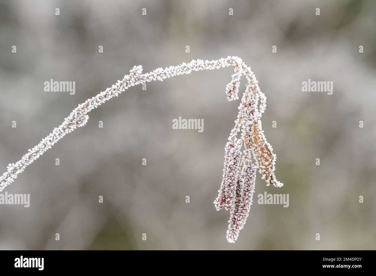 Winter frosts- Roadside speckled alder, Greater Sudbury, Ontario ...