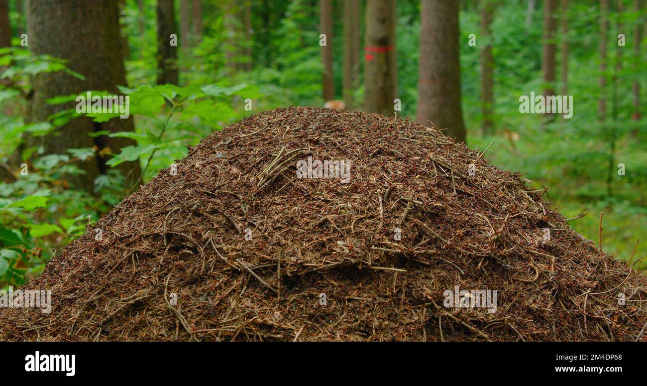 Wild life of ants in the forest in ant-heap. Anthill, formicary ...