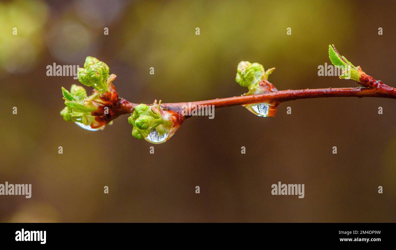 Prunus pensylvanica twig hi-res stock photography and images - Alamy