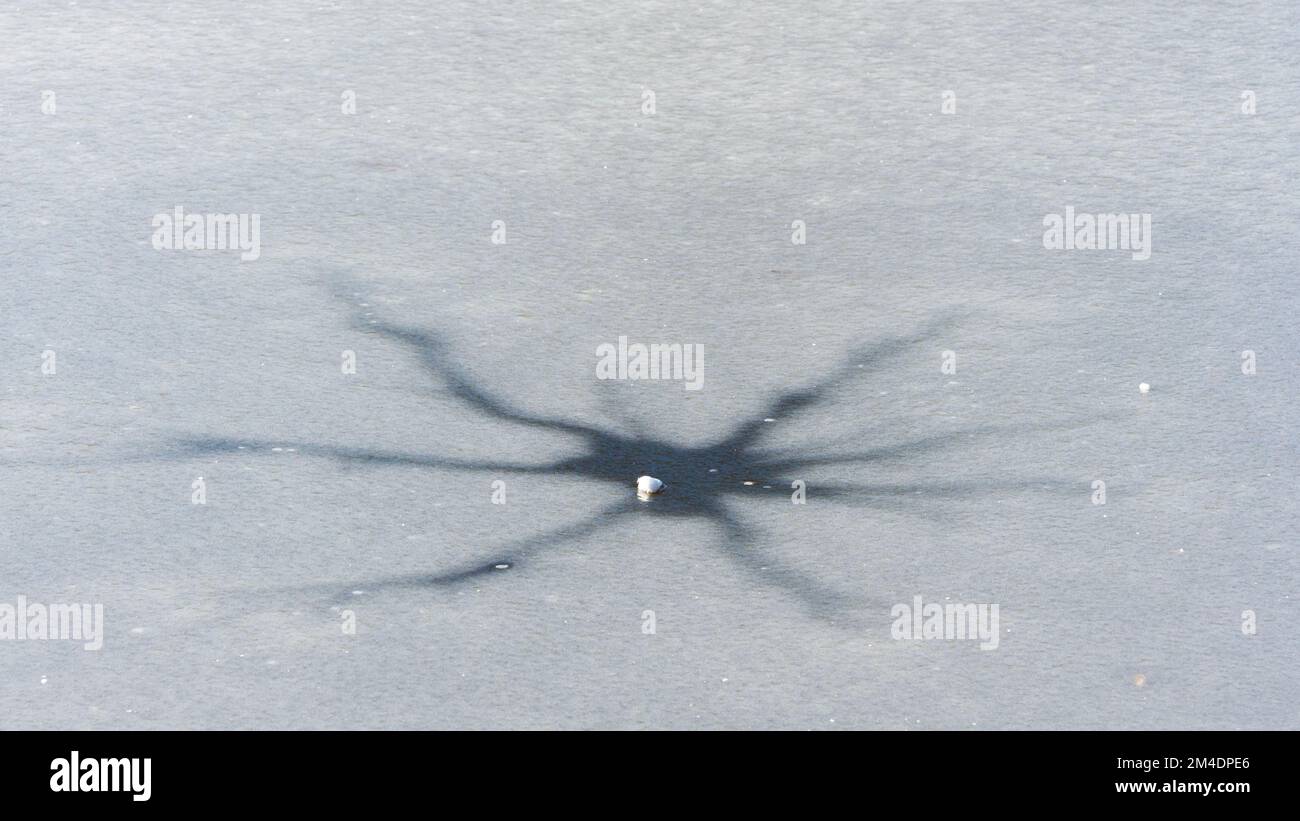 Lake star on frozen pond in High Park, Toronto Stock Photo - Alamy