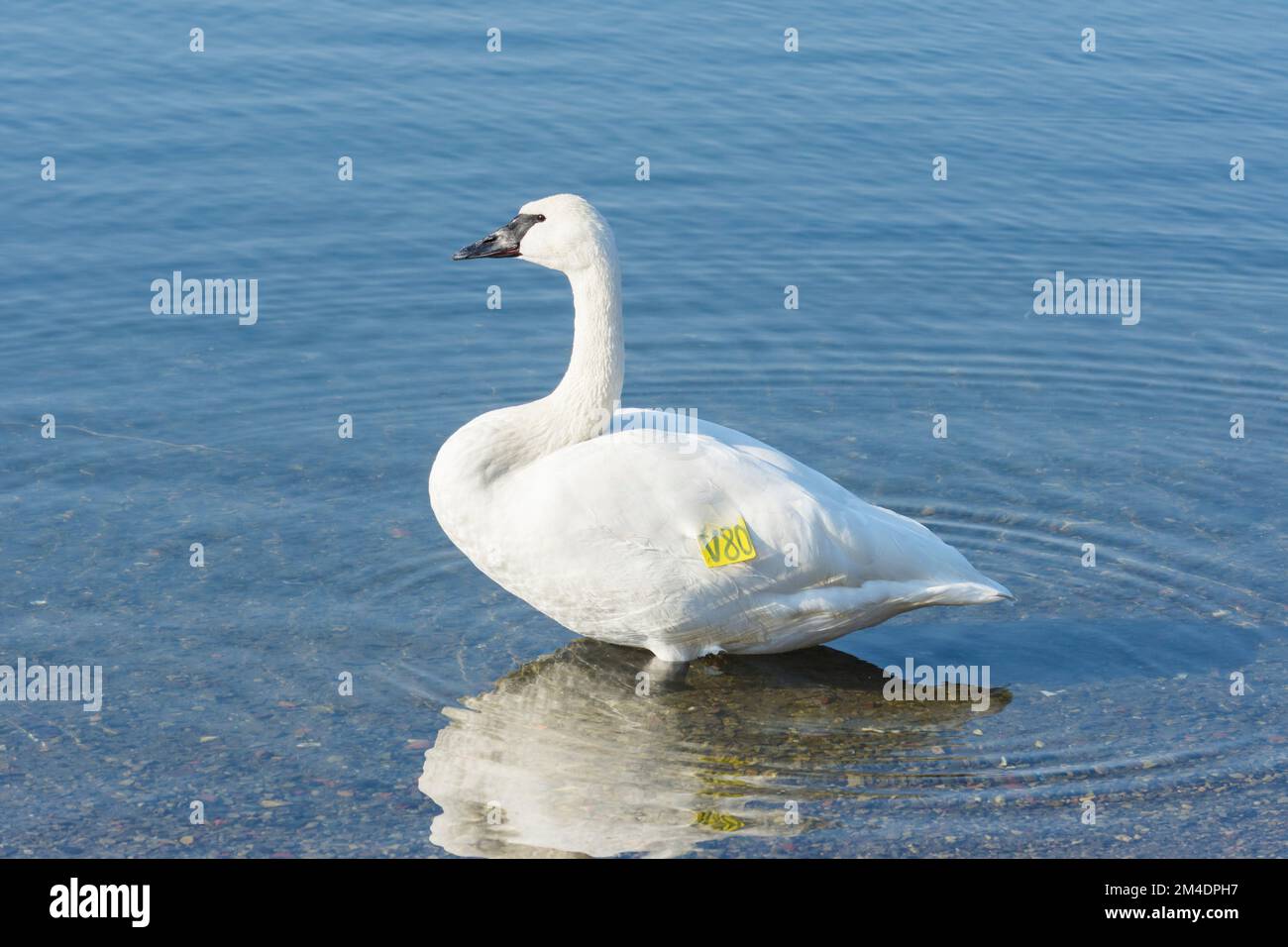 Marked adult trumpeter swan (Cygnus Buccinator) in Tommy Thompson park ...