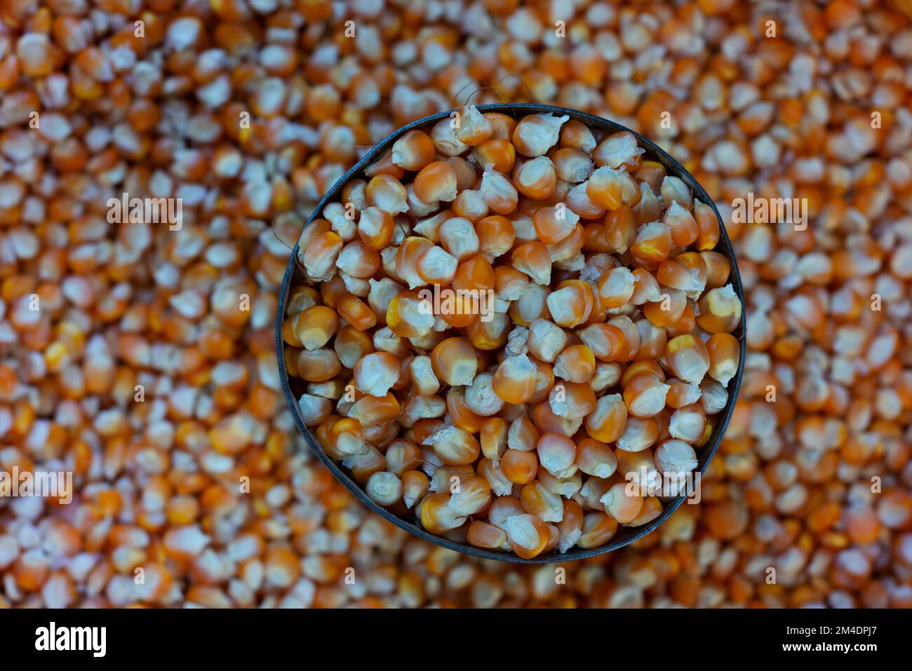 Dried corn kernels for sale at the Kefamenanu (Kefa) market Stock Photo ...