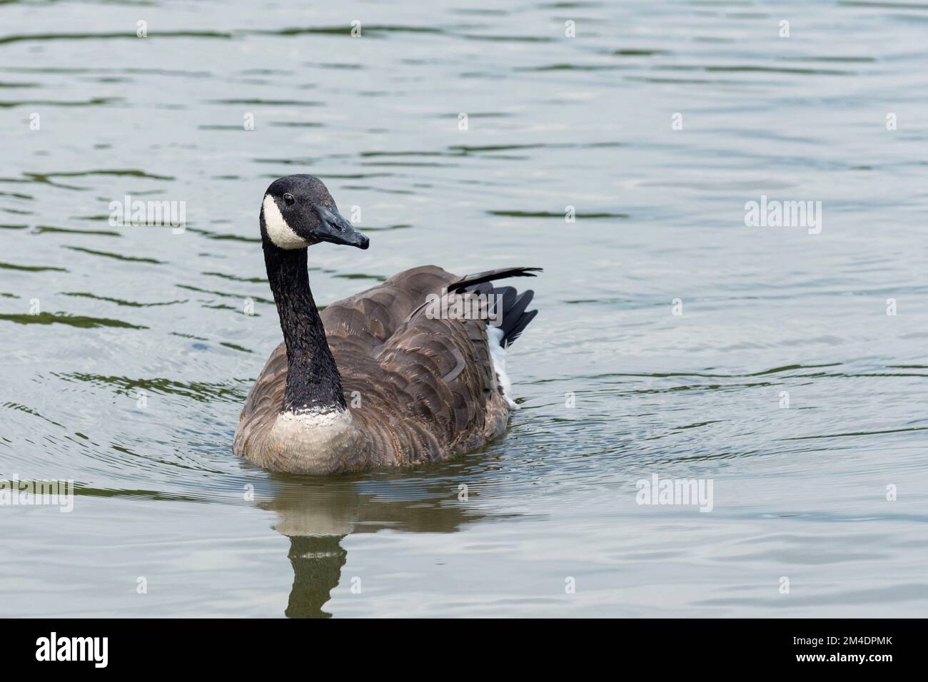 Canada goose swimming canadensis hi-res stock photography and images ...