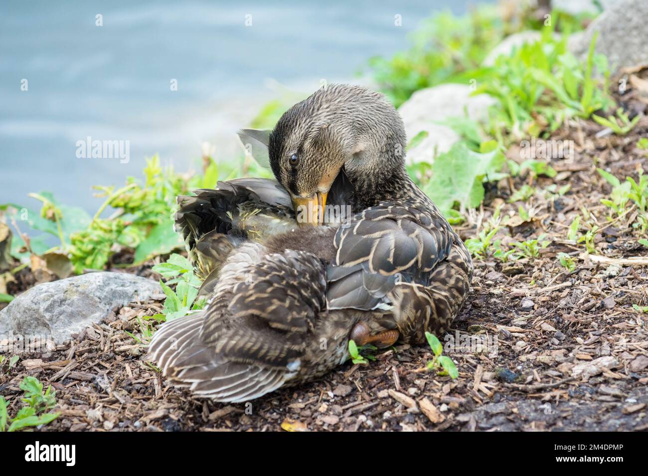 Female mallard duck (Anas Platyrhynchos) preening Stock Photo - Alamy