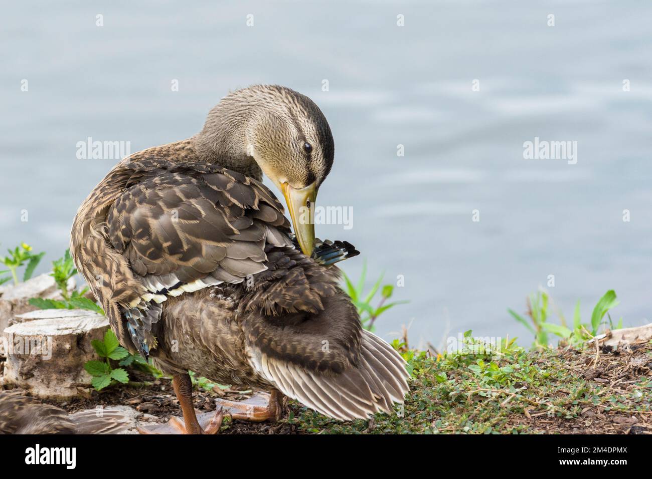 Nonbreeding male mallard duck (Anas Platyrhynchos) preening Stock Photo ...