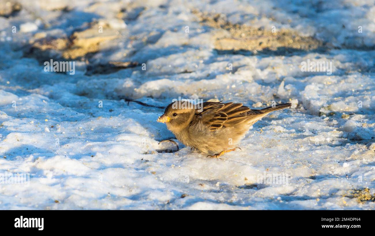 Female house sparrow (Passer Domesticus) on snow Stock Photo - Alamy