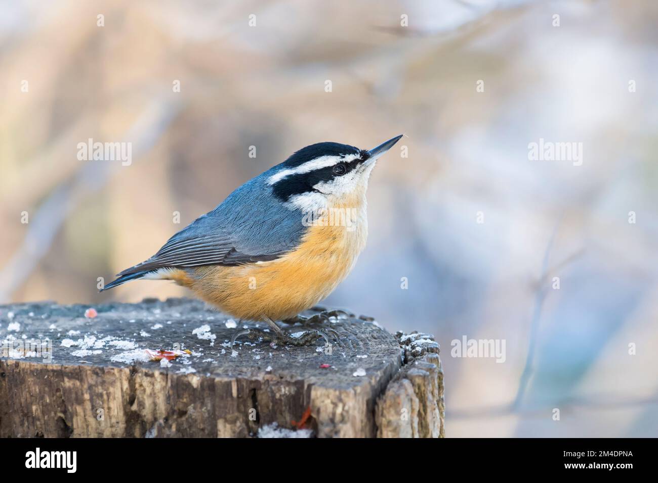 Sitta canadensis hi-res stock photography and images - Alamy