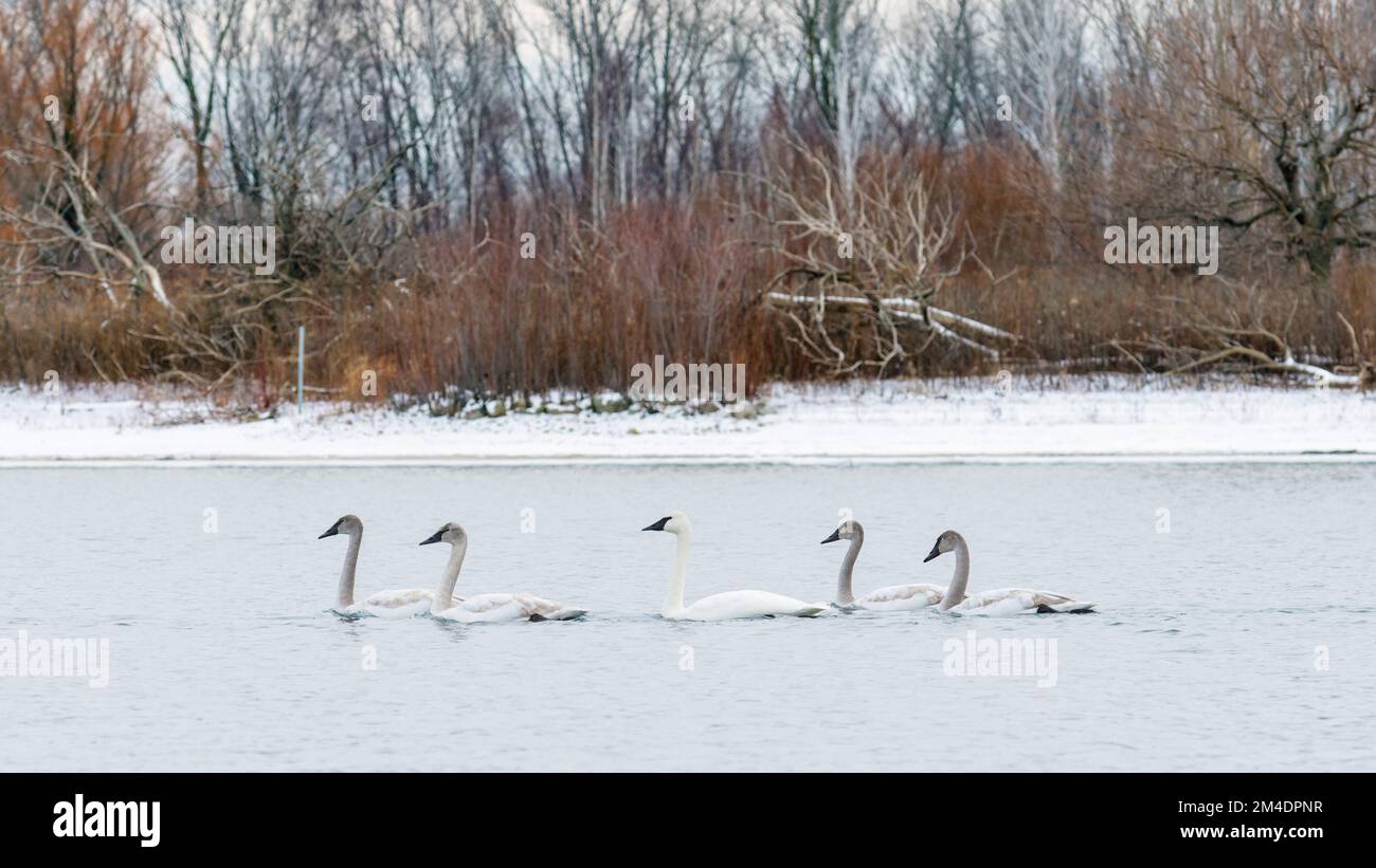 Flock of adult trumpeter swans (Cygnus Buccinator) swimming in a lake ...