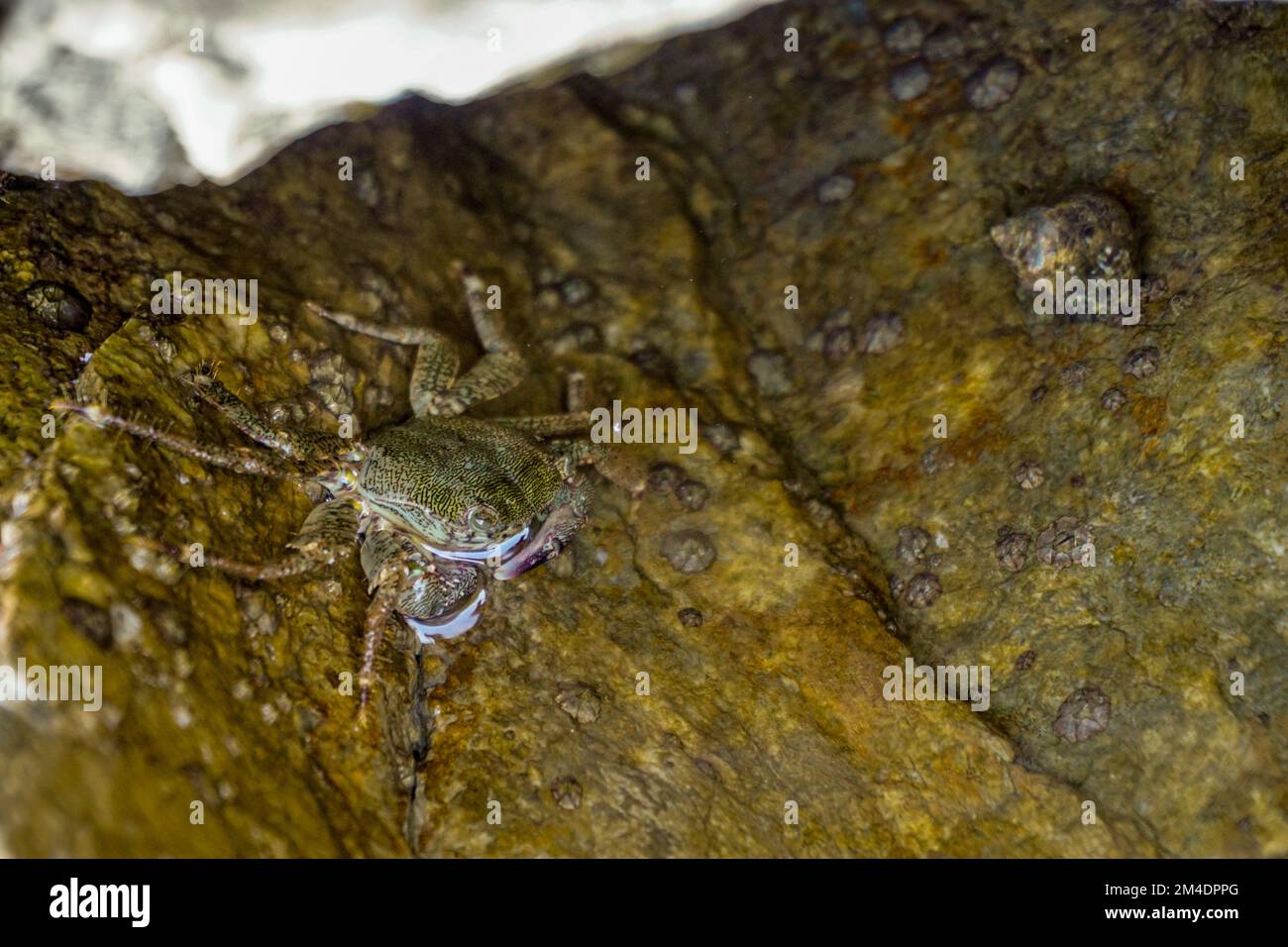 Sea wild life crab hi-res stock photography and images - Alamy