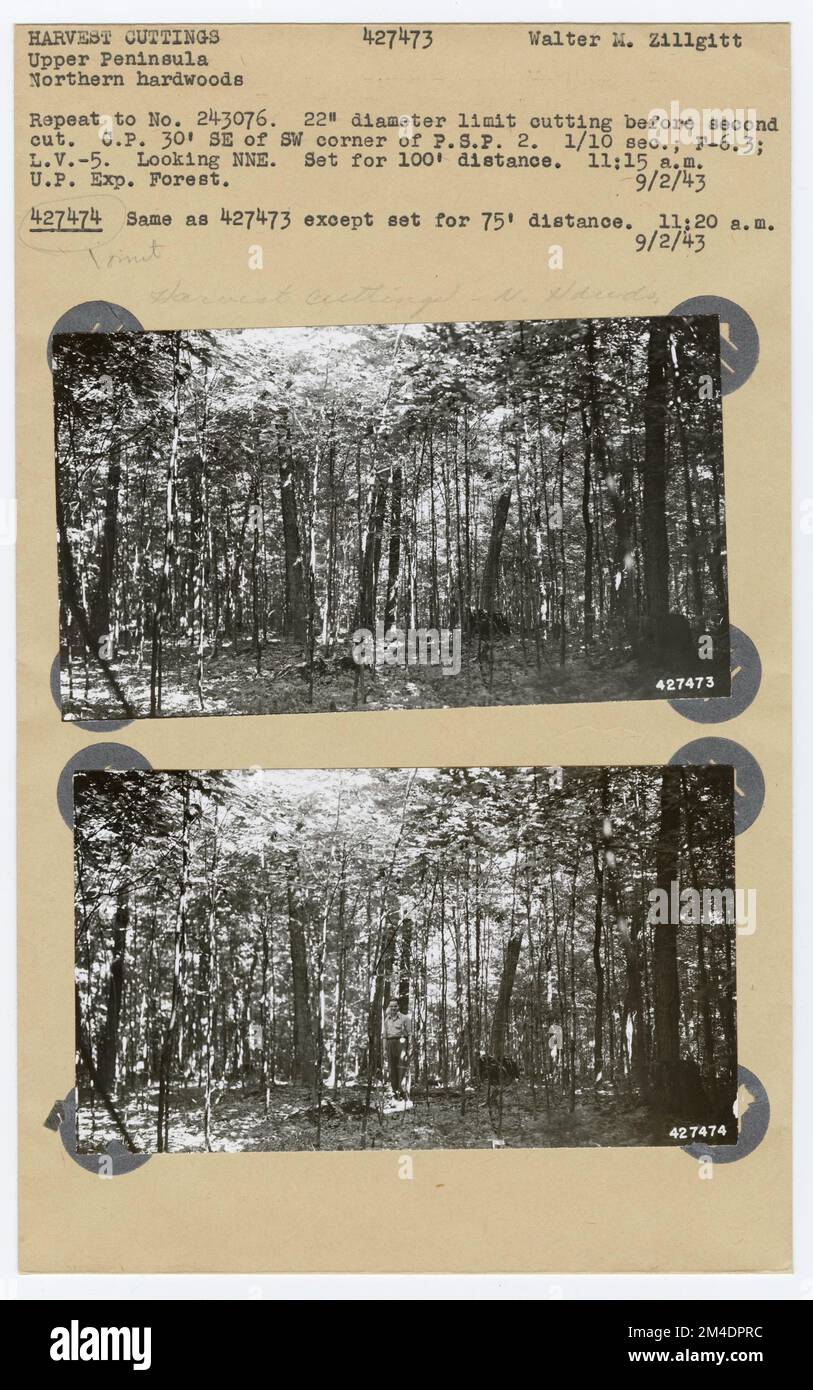 Timber Related Crops - General. Photographs Relating to National ...