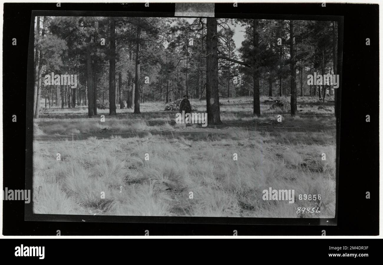 Silvicultural Systems - General. Photographs Relating to National ...