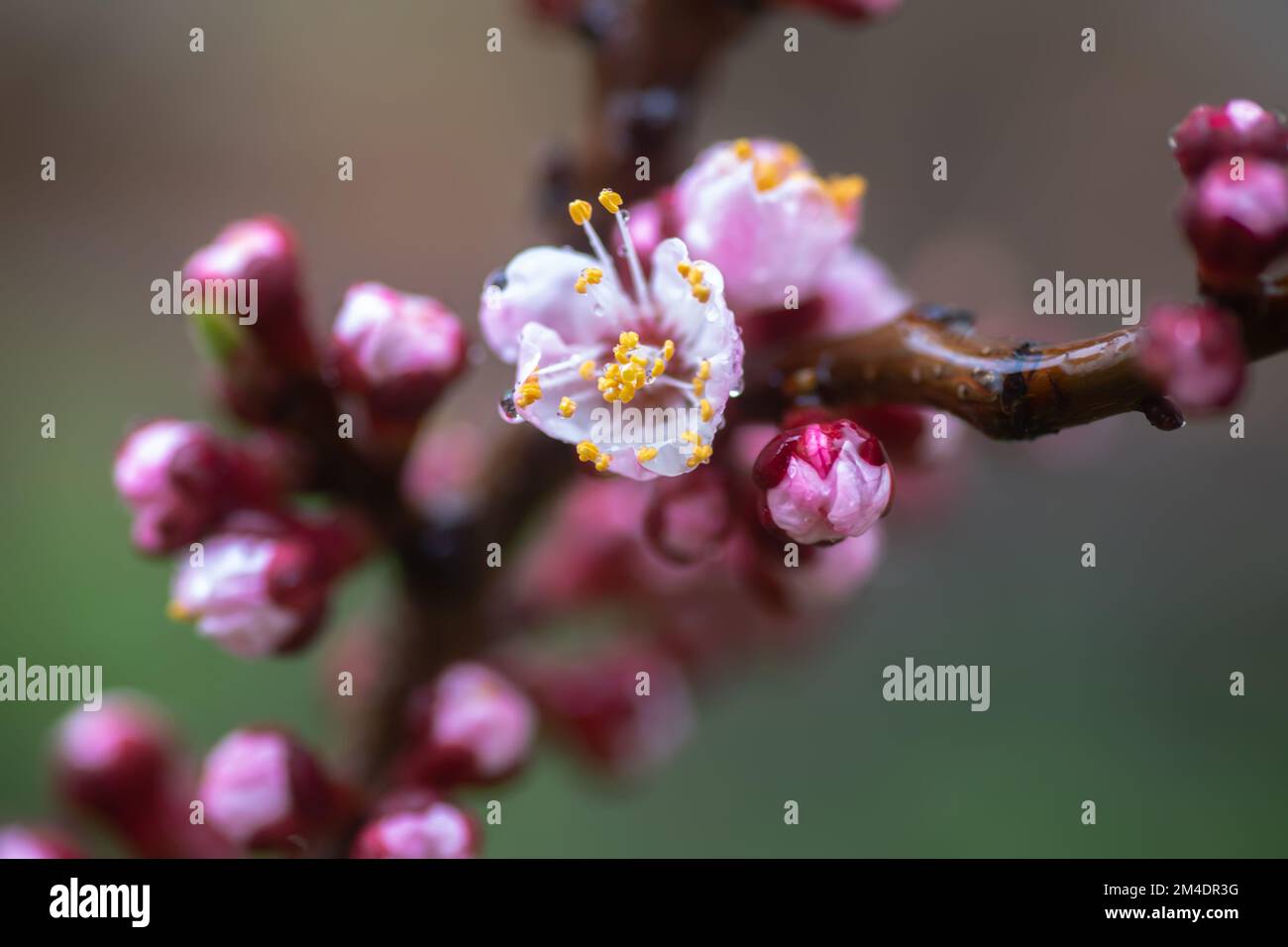 Peach growing on tree hi-res stock photography and images - Alamy