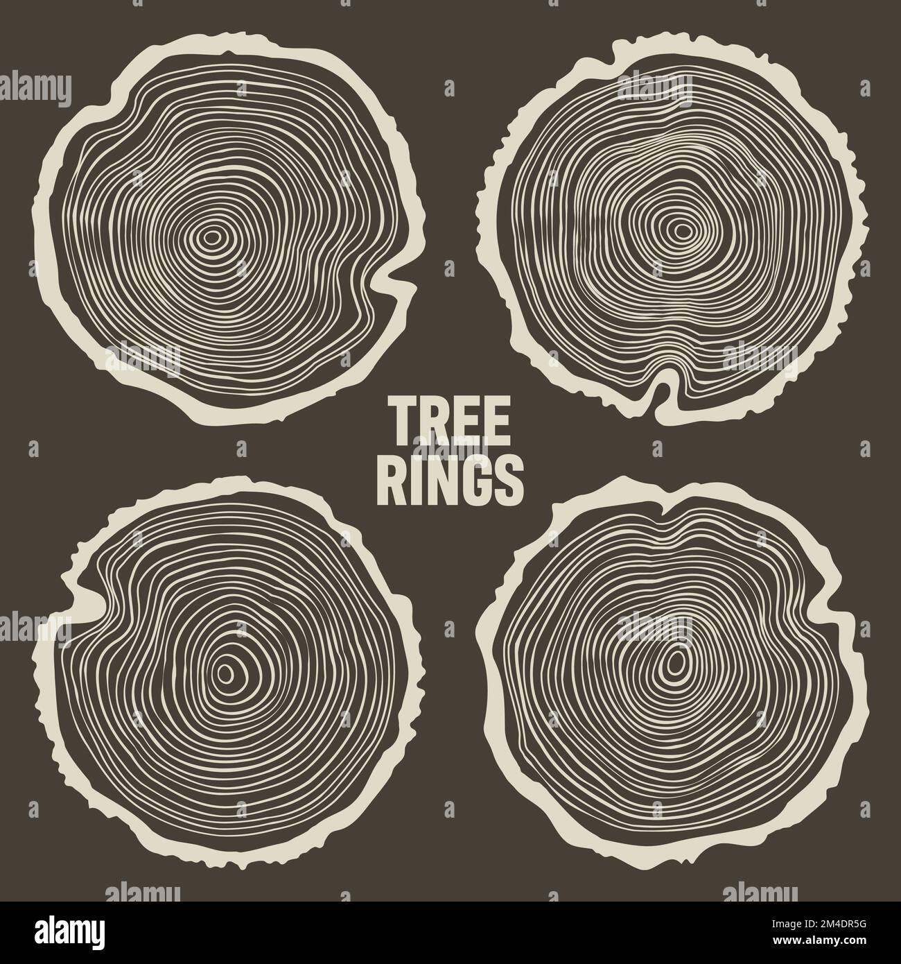 Round tree trunk cuts, sawn pine or oak slices, lumber. Saw cut timber ...