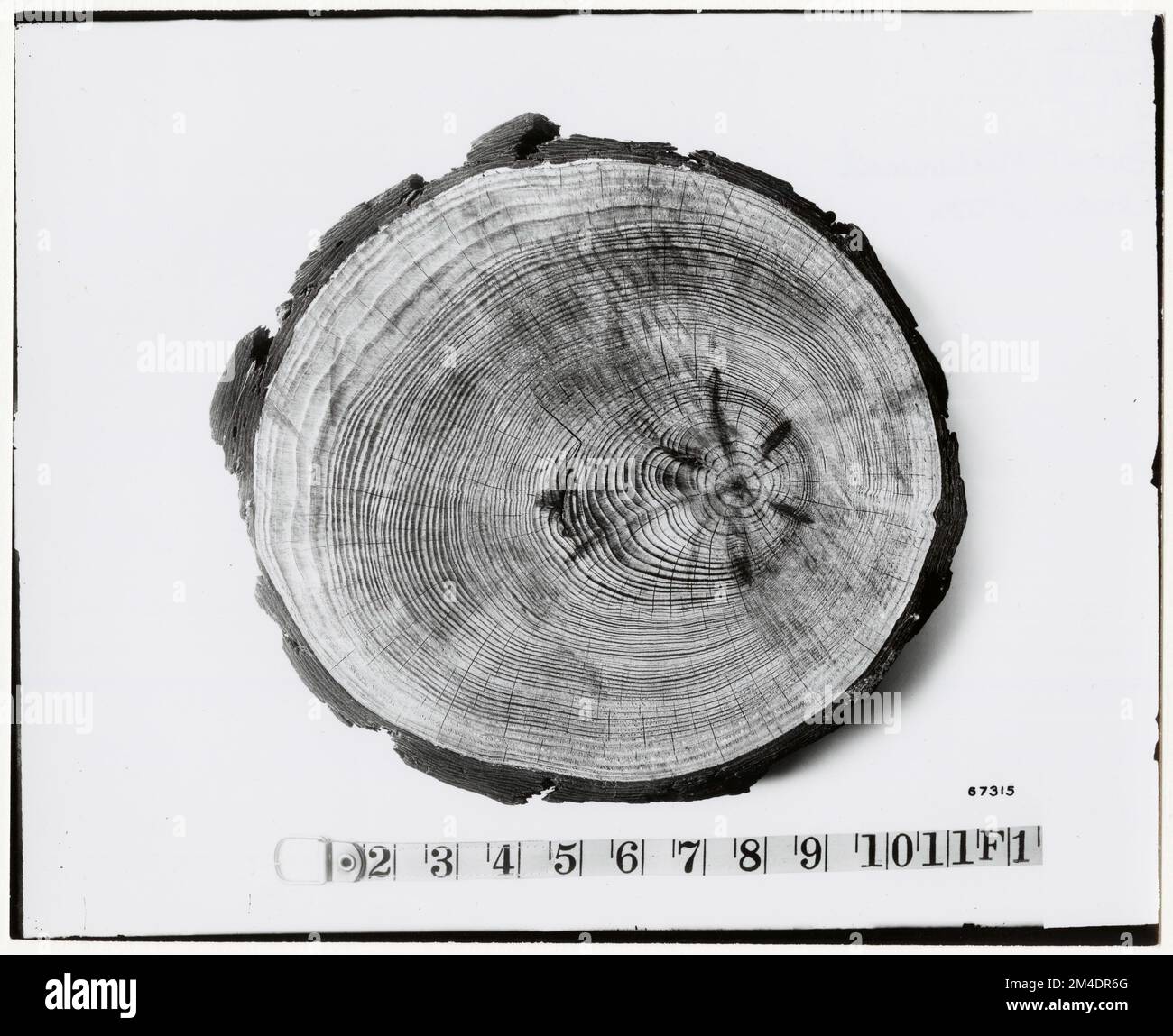 Forest Mensuration - Cross Sections. Photographs Relating to National ...