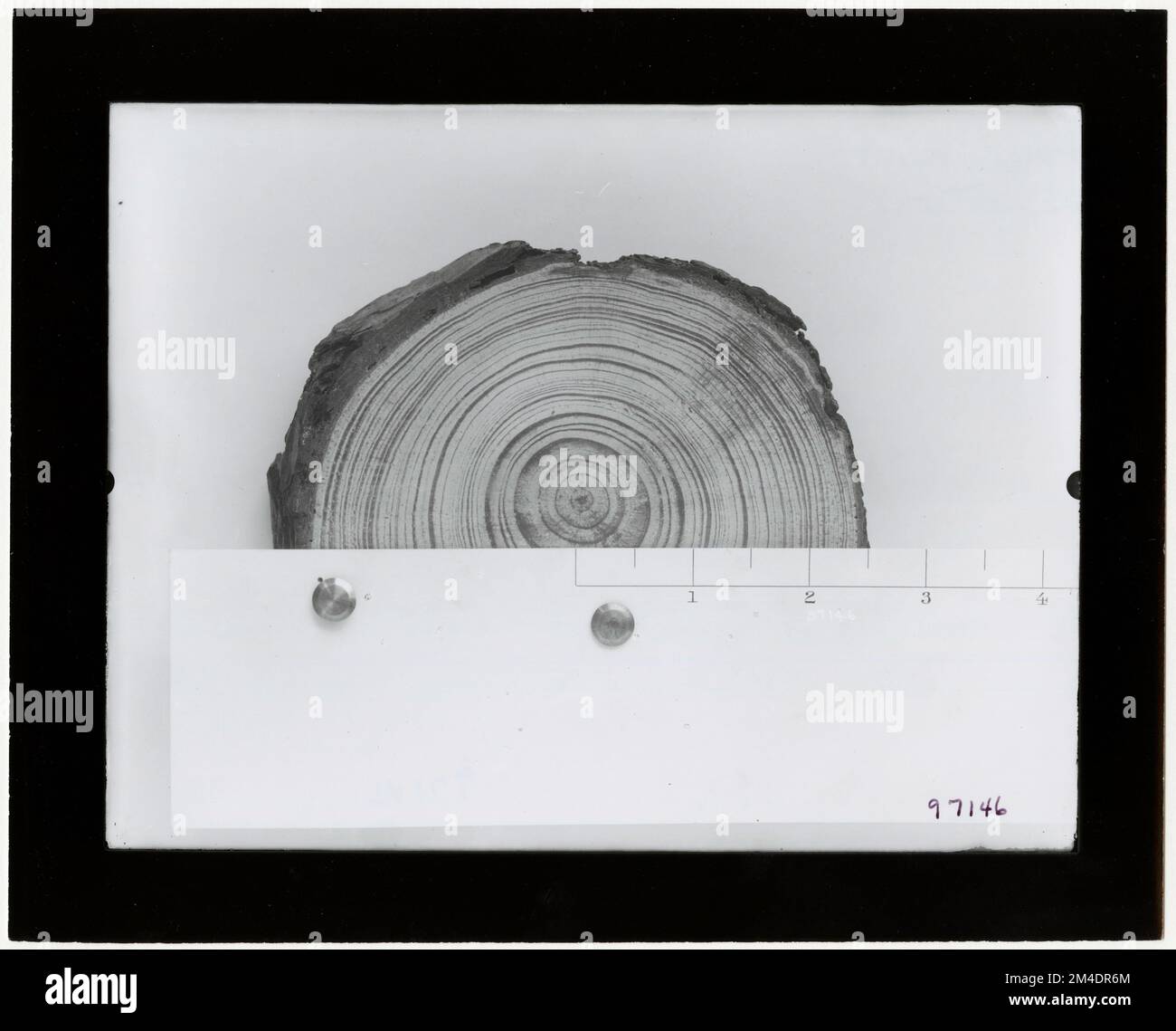 Forest Mensuration - Cross Sections. Photographs Relating to National ...