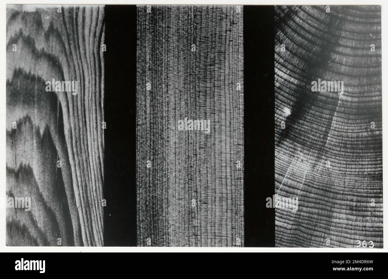 Forest Mensuration - Cross Sections. Photographs Relating to National ...