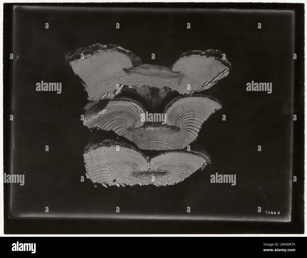 Forest Mensuration - Cross Sections. Photographs Relating to National ...