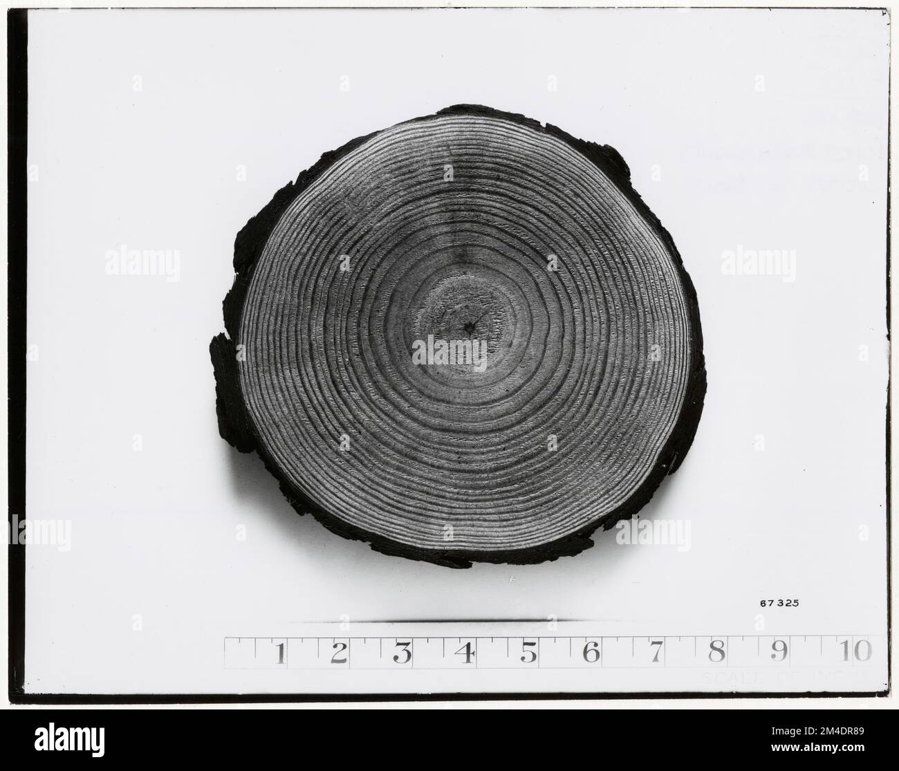 Forest Mensuration - Cross Sections. Photographs Relating to National ...