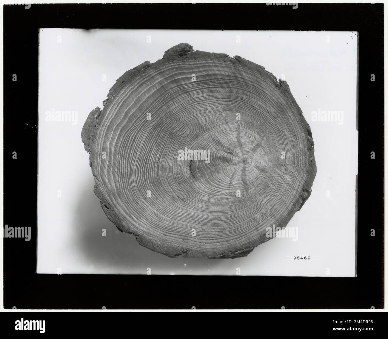 Forest Mensuration - Cross Sections. Photographs Relating to National ...