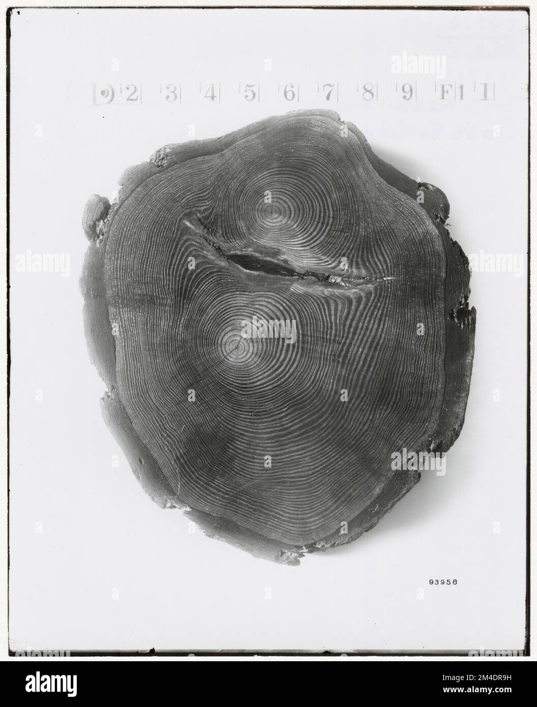 Forest Mensuration - Cross Sections. Photographs Relating to National ...