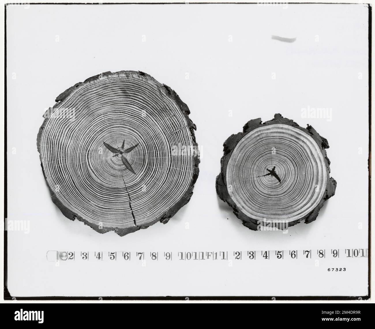 Forest Mensuration - Cross Sections. Photographs Relating to National ...