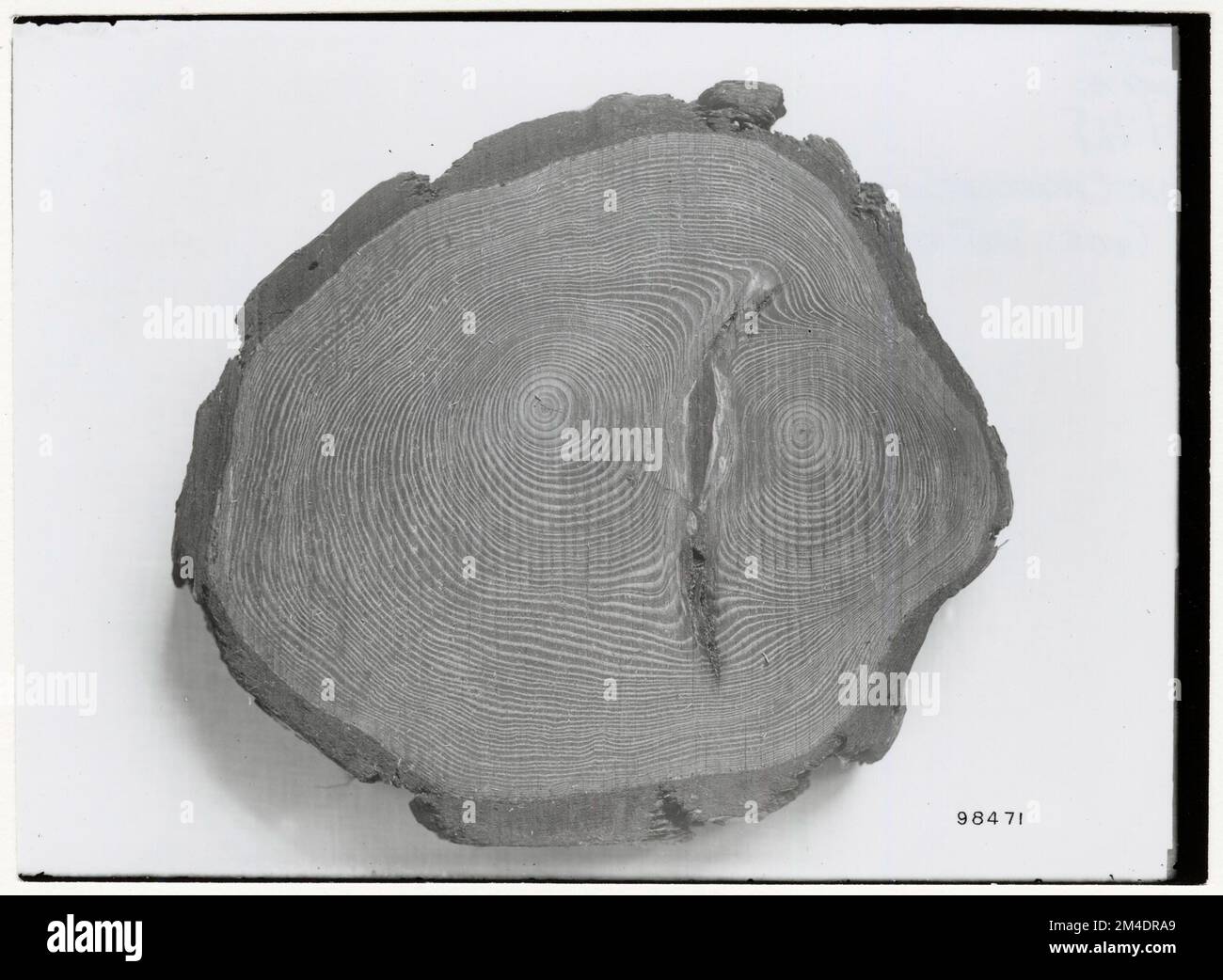 Forest Mensuration - Cross Sections. Photographs Relating to National ...