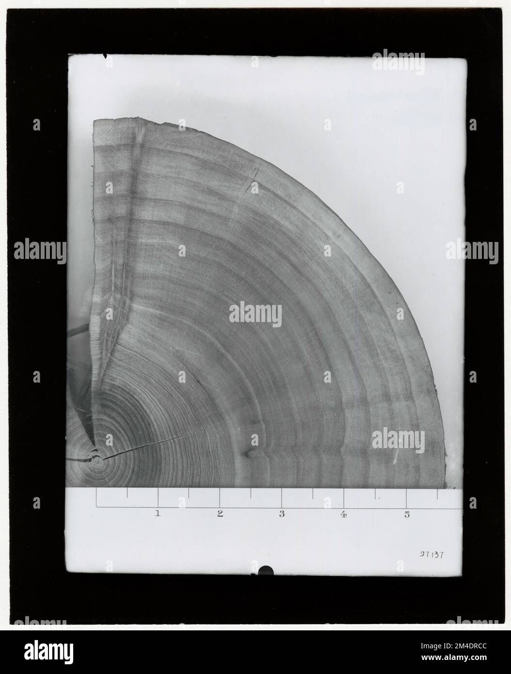 Forest Mensuration - Cross Sections. Photographs Relating to National ...
