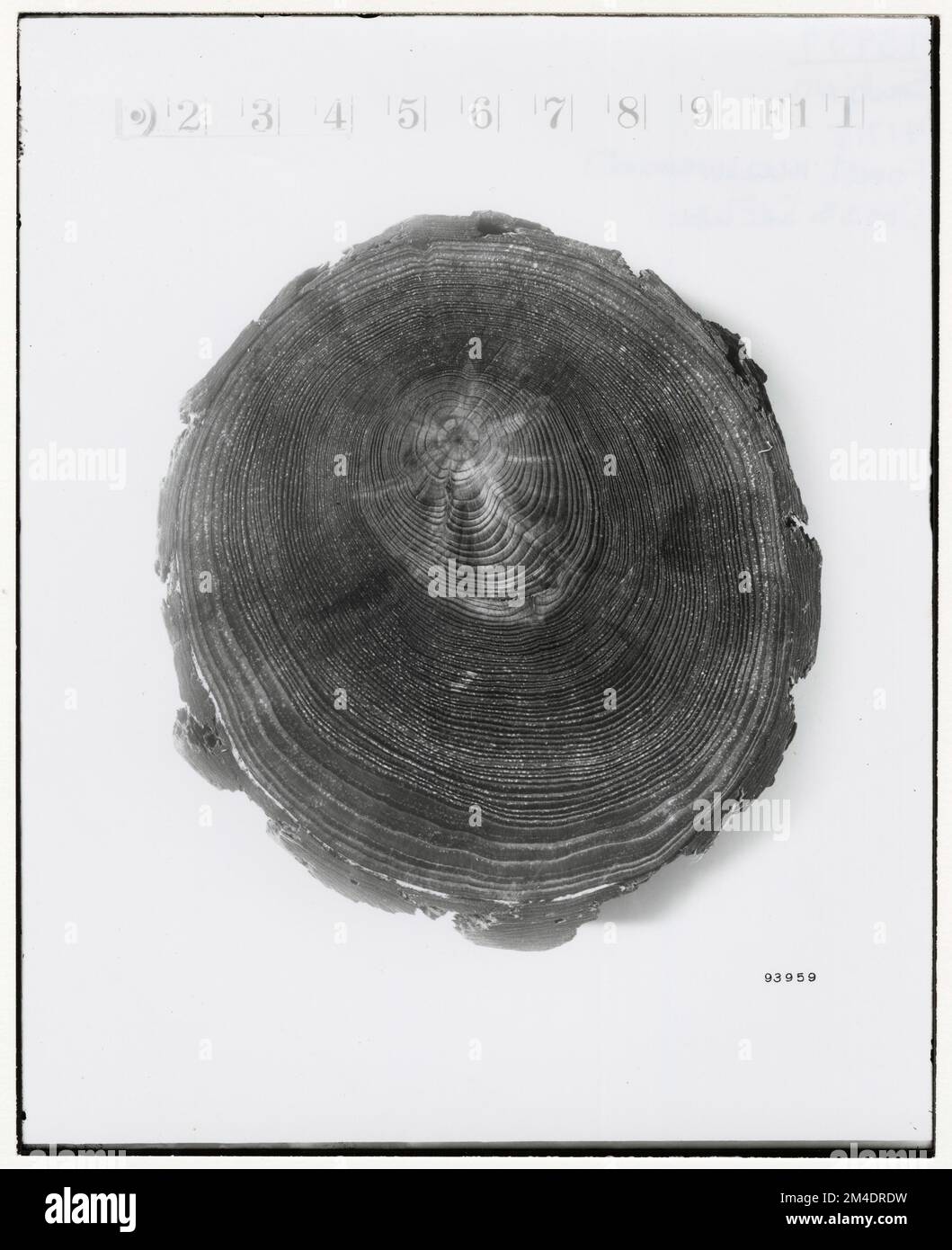 Forest Mensuration - Cross Sections. Photographs Relating to National ...