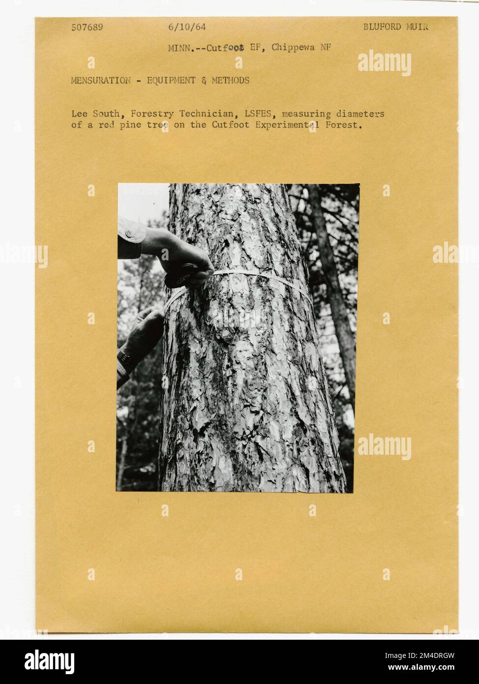 Forest Mensuration - General. Photographs Relating to National Forests ...