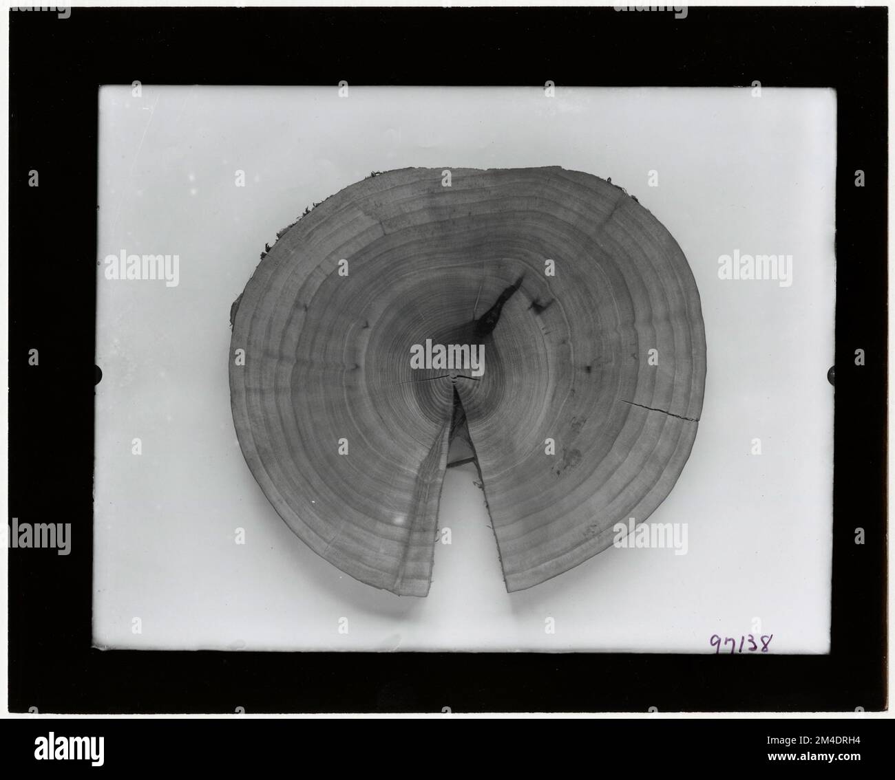 Forest Mensuration - Cross Sections. Photographs Relating to National ...