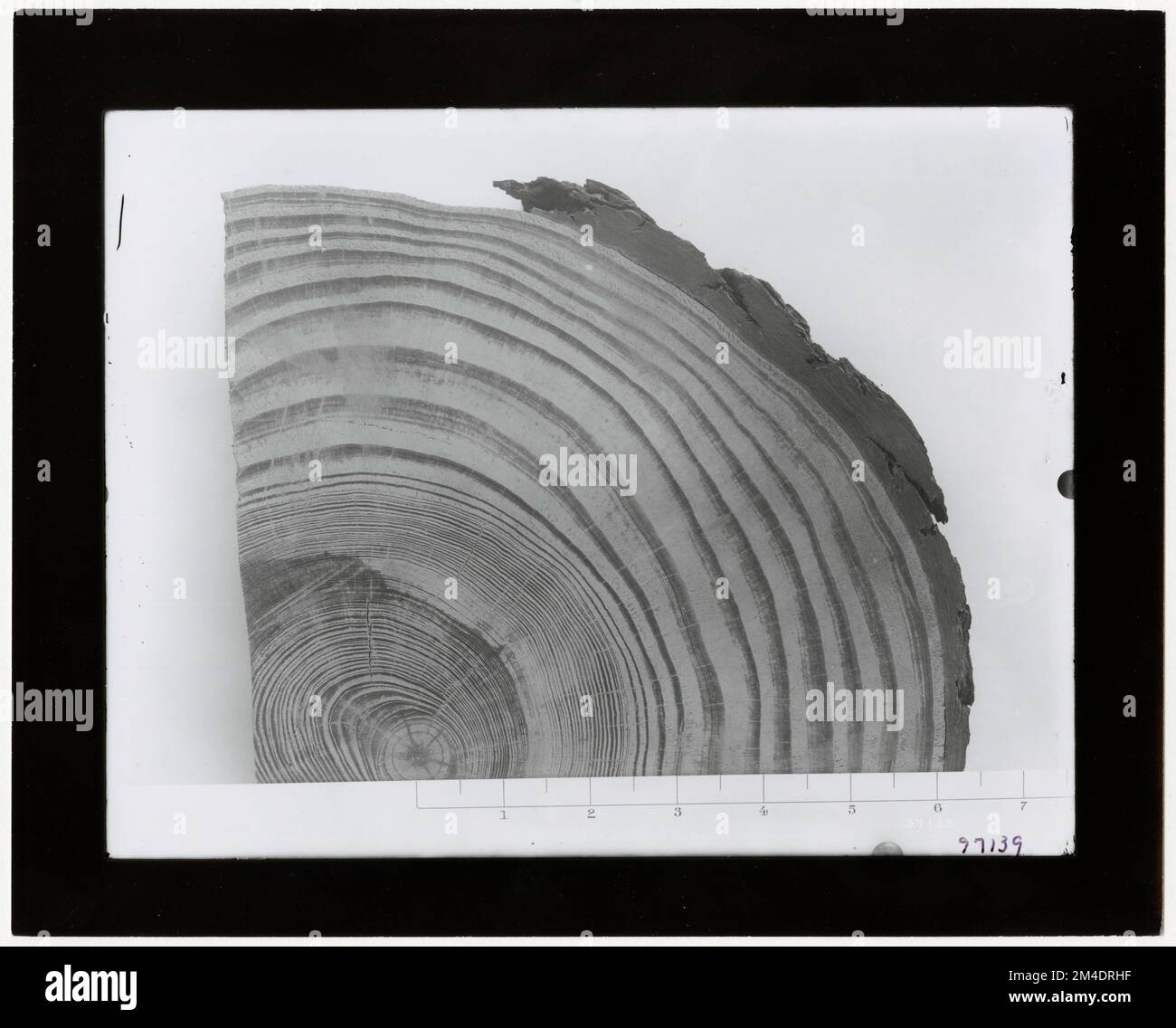 Forest Mensuration - Cross Sections. Photographs Relating to National ...