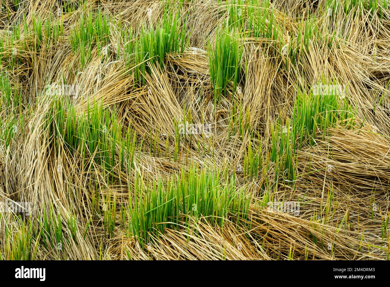 Marsh grasses emerging in a wetland, Greater Sudbury, Ontario, Canada ...