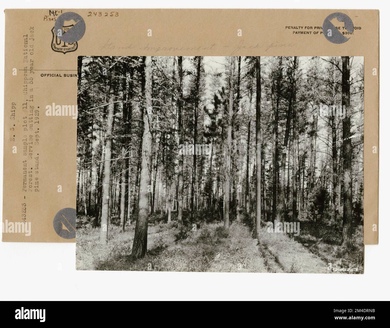 Timber Stand Improvement - General. Photographs Relating to National ...