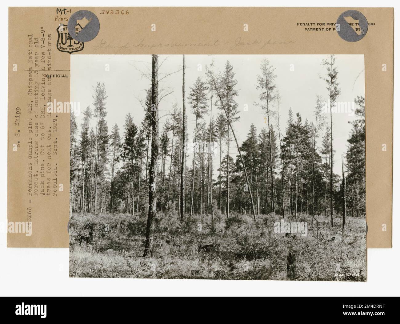 Timber Stand Improvement - General. Photographs Relating to National ...
