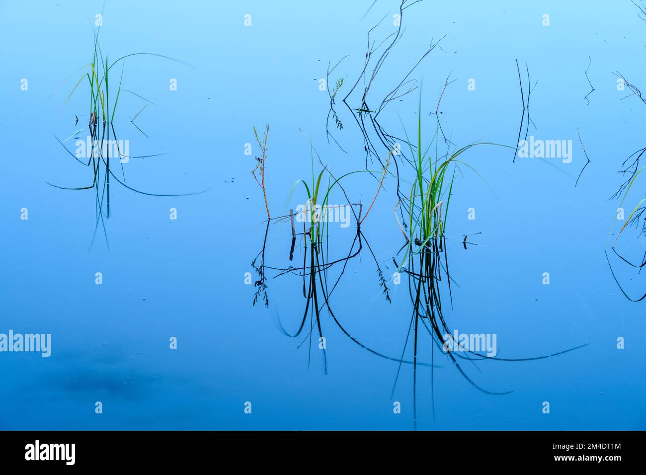 Marsh grasses in a beaverpond, Greater Sudbury, Ontario, Canada Stock ...