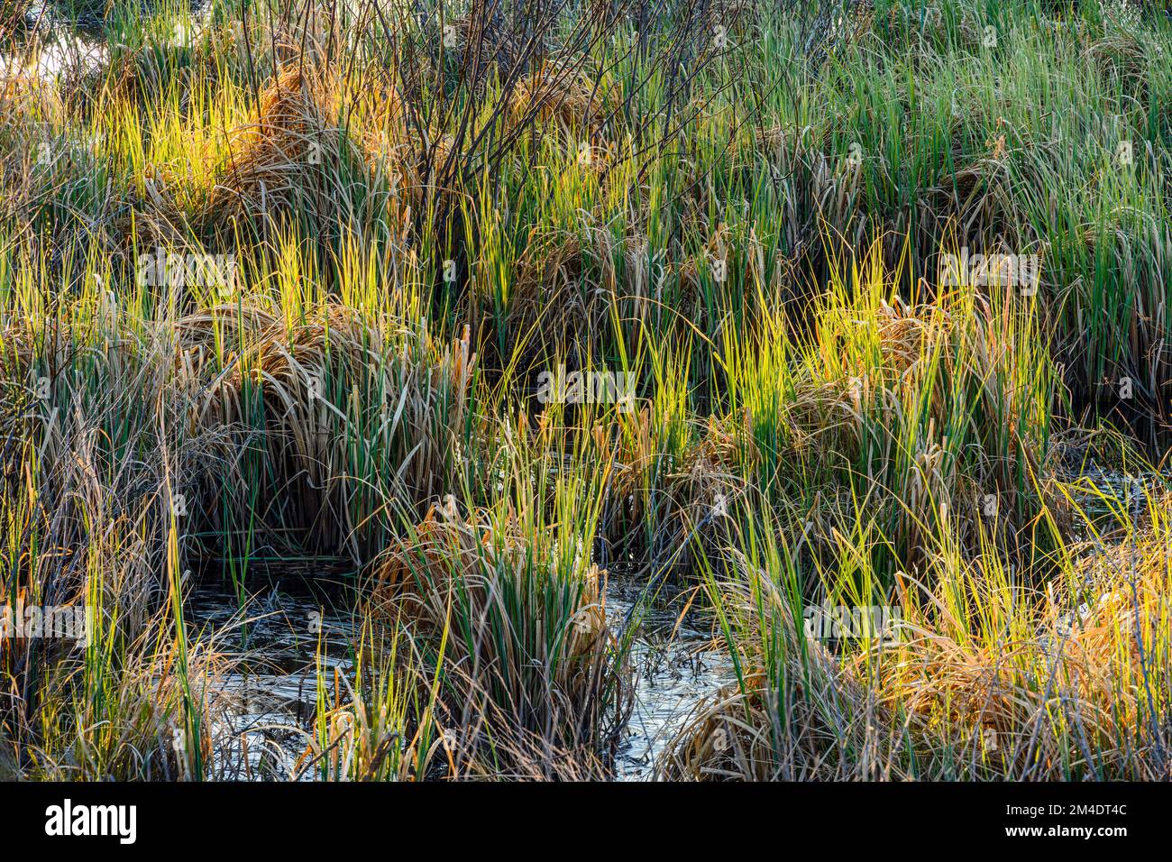 Beaver pond in spring, marsh grasses, Greater Sudbury, Ontario, Canada ...