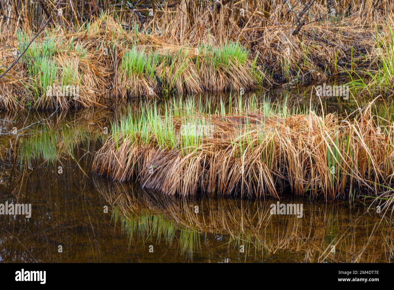 Marsh grasses emerging in early spring, Greater Sudbury, Ontario ...