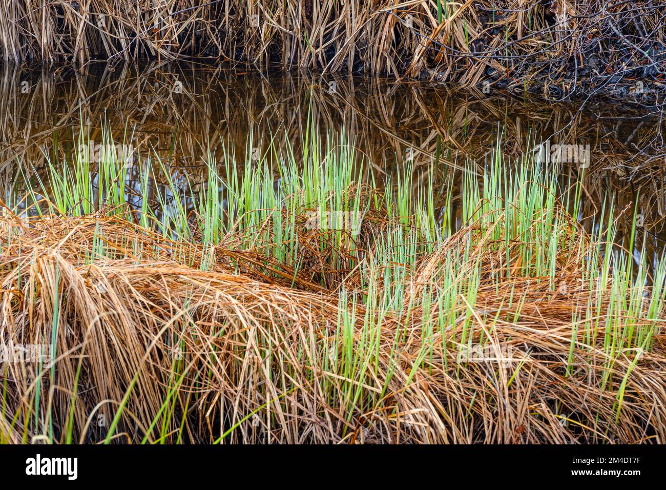 Marsh grass landscapes hi-res stock photography and images - Alamy