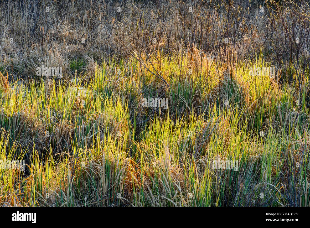 Marsh grass landscapes hi-res stock photography and images - Alamy