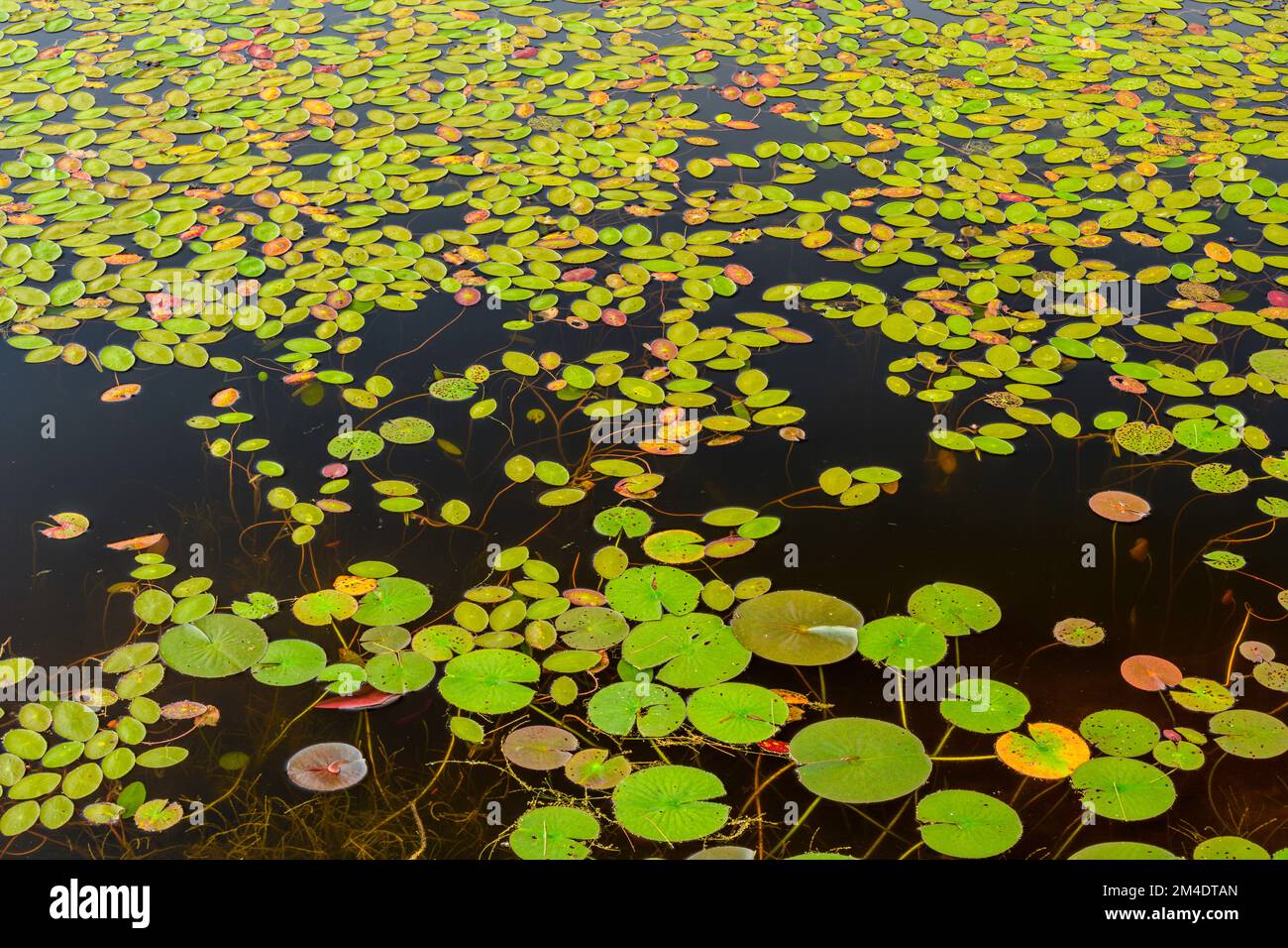Watershield (Brasenia schreberi) colonies in Lighthouse pond, Killarney ...