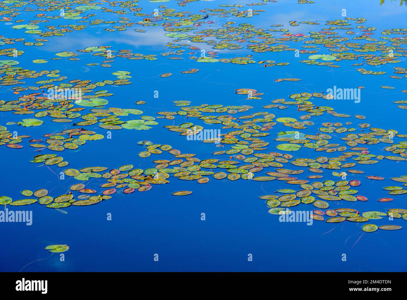 Watershield (Brasenia schreberi) colonies in Lighthouse pond, Killarney ...