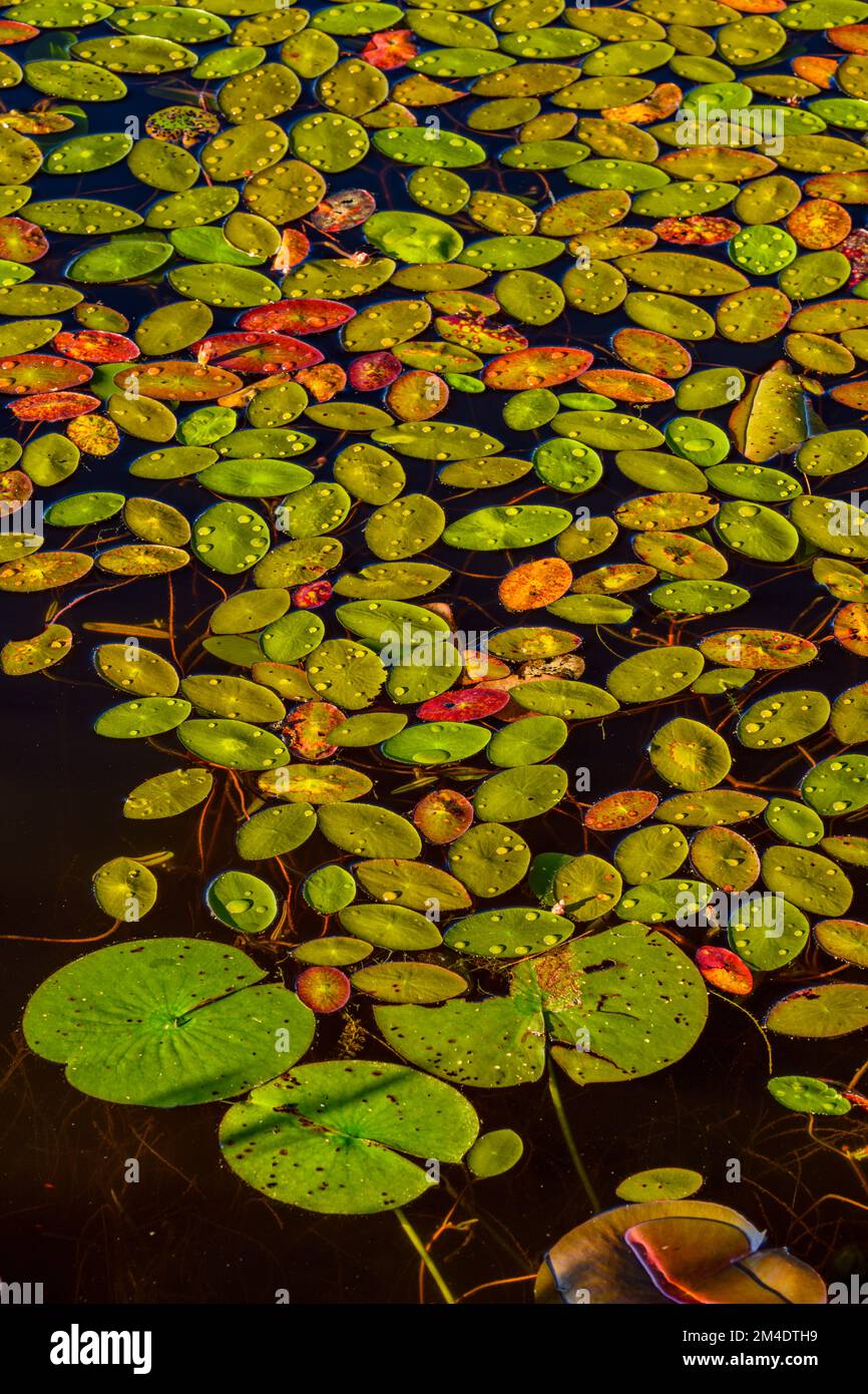 Watershield (Brasenia schreberi), white water lily colonies in ...