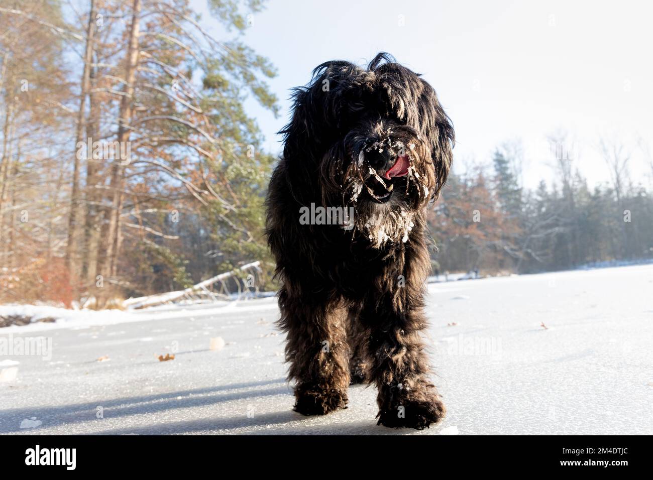 Cute black labradoodle dog walking towards the camera on the frozen ...