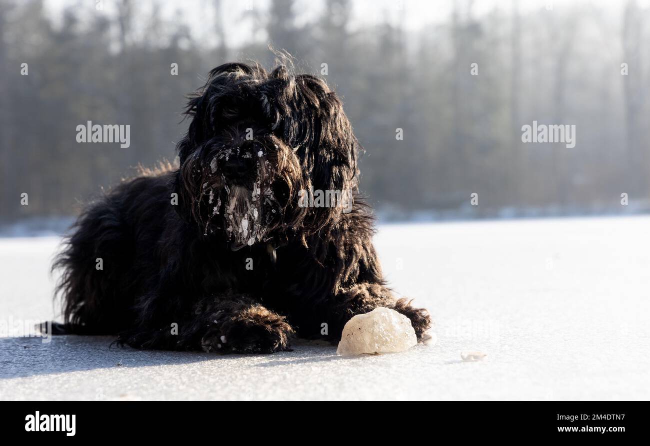 Cute black labradoodle dog laying on the frozen lake Bärensee ...