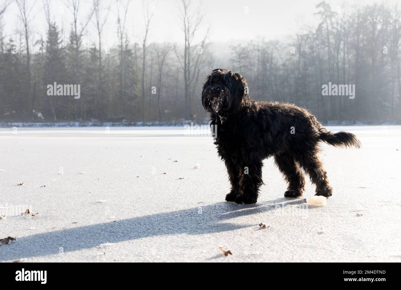 Cute black labradoodle dog standing on the frozen lake Bärensee ...